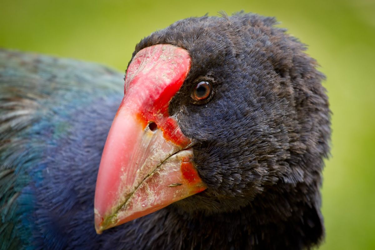 Takahe : Birding NZ